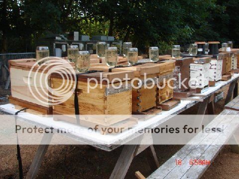 The quality of queens raised from emergency cells? | Beesource Beekeeping Forums